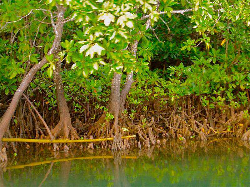 Mangroves for Fiji