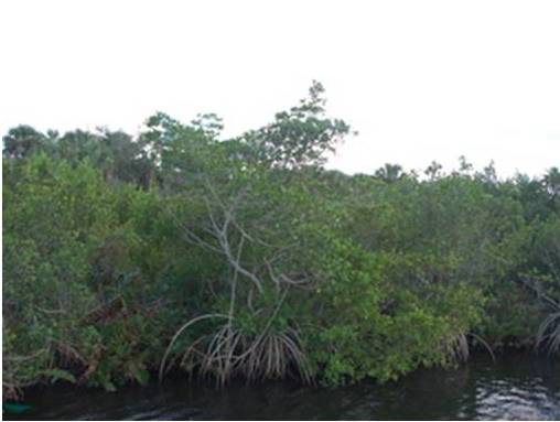 Samoan Mangrove - Mangroves for Fiji