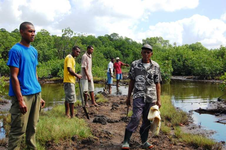 Waicoka Village - Mangroves for Fiji