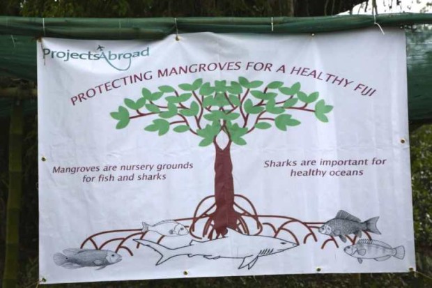 Projects Abroad Shark Conservation Project - Mangroves for Fiji
