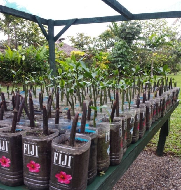 Uprising Beach Resort - Mangroves for Fiji